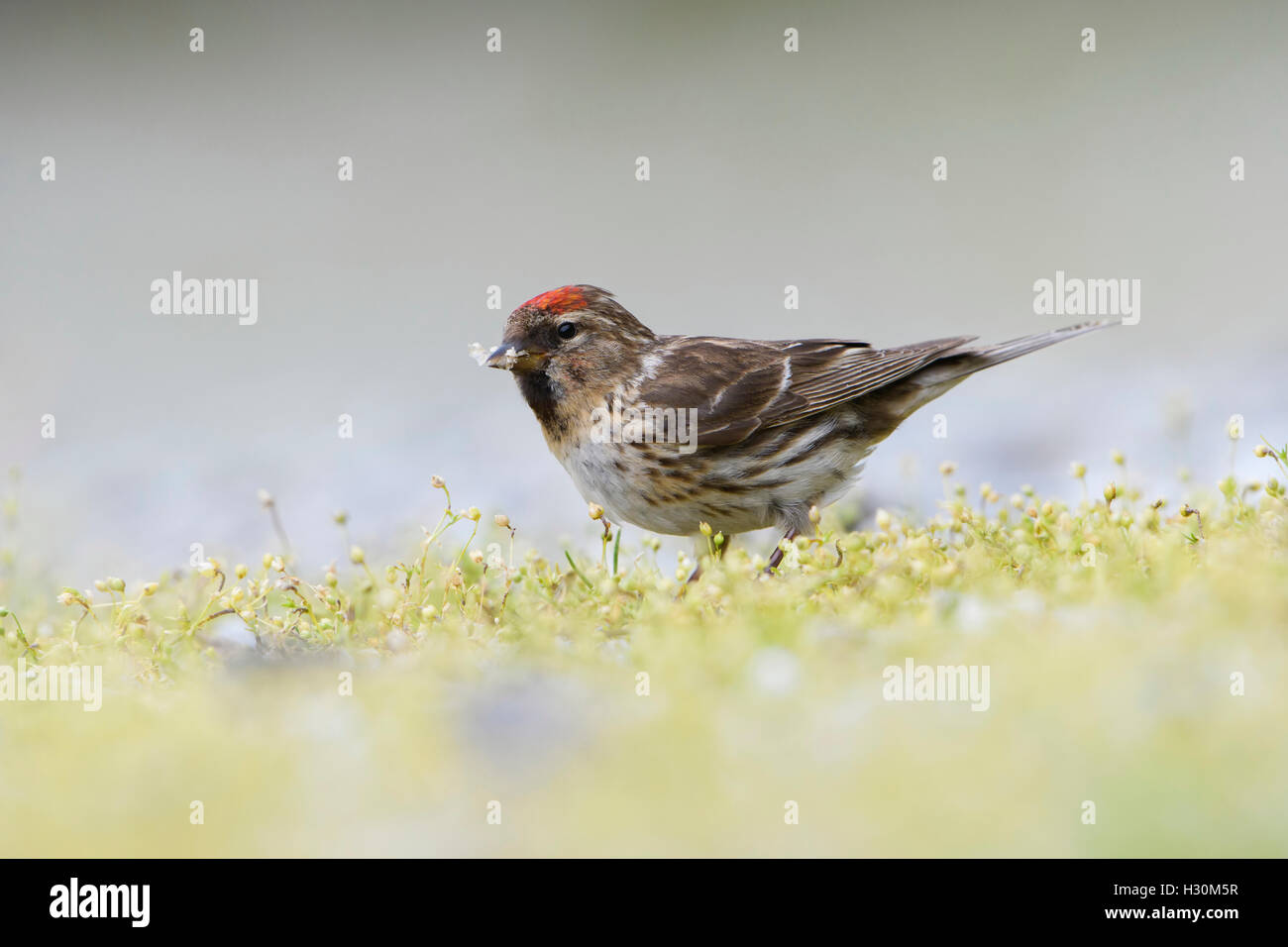 A Lesser Redpoll (Carduelis cabaret) finds food on the ground ...