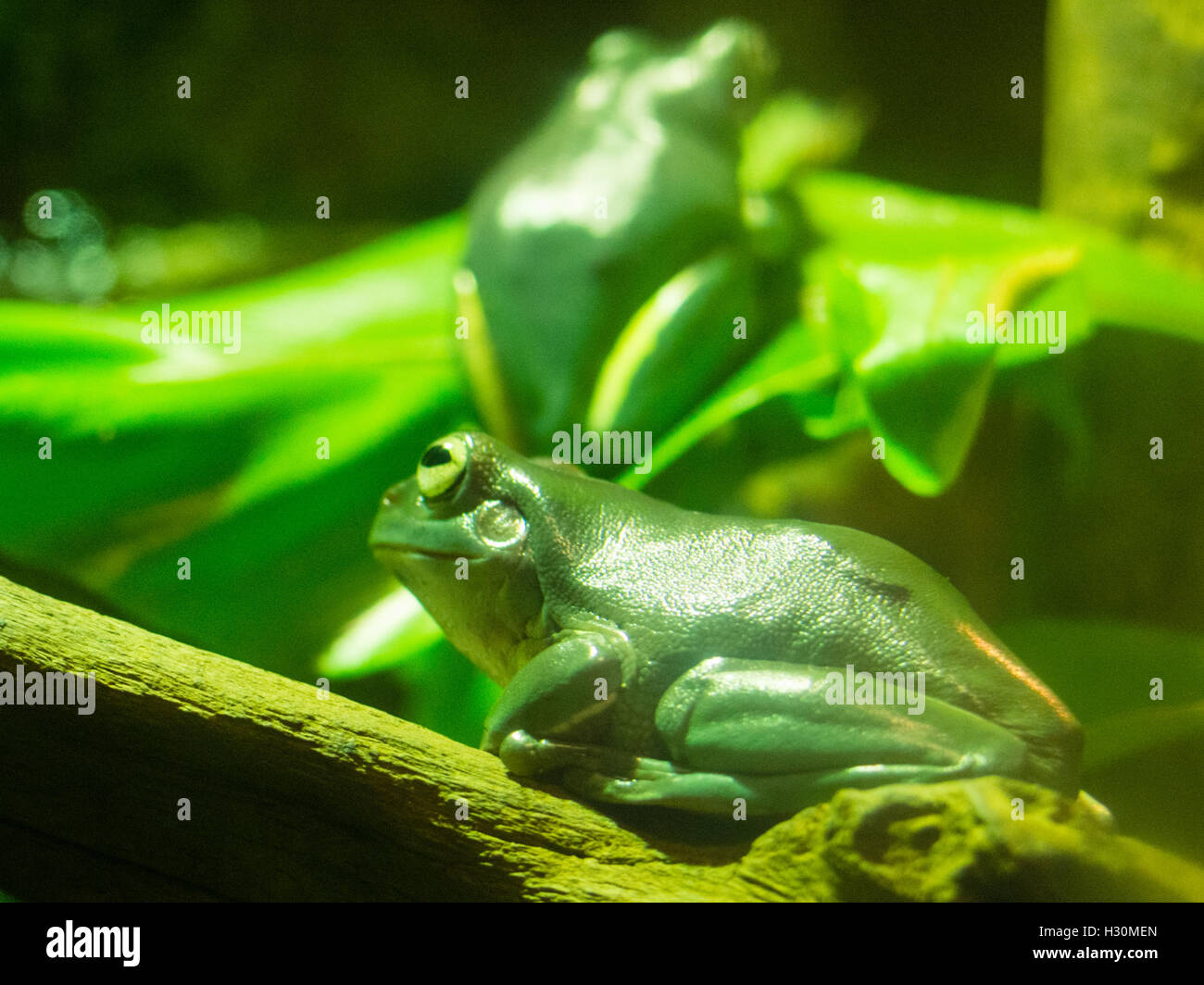 Resting frogs hi-res stock photography and images - Alamy