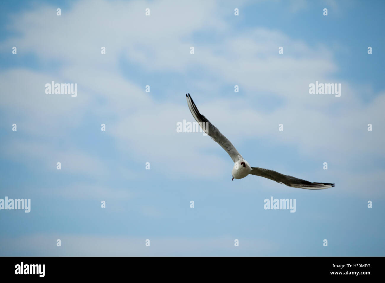 Beautiful seagull flying above the polish Baltic sea Stock Photo - Alamy
