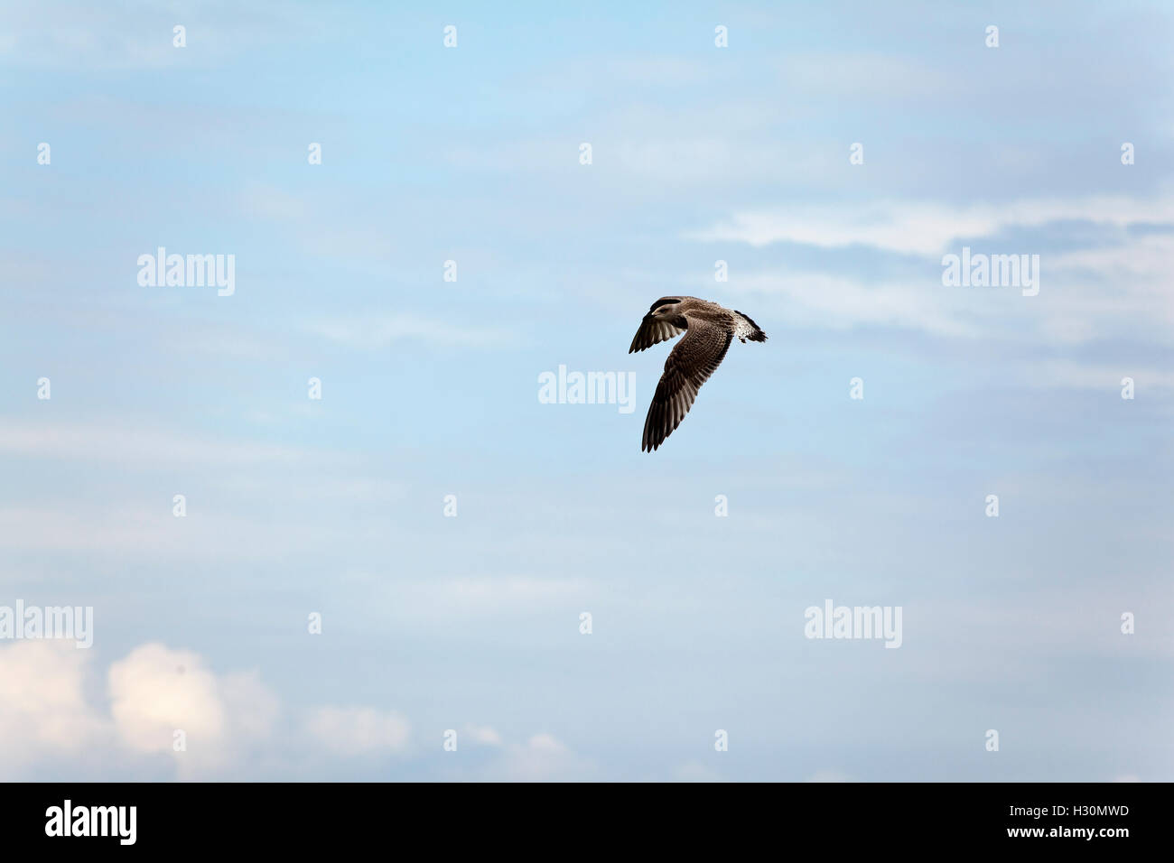 Beautiful seagull flying above the polish Baltic sea Stock Photo - Alamy