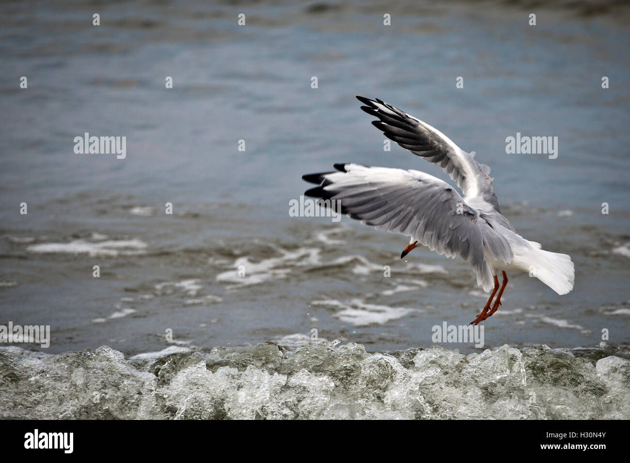 Beautiful seagull flying above the polish Baltic sea Stock Photo - Alamy