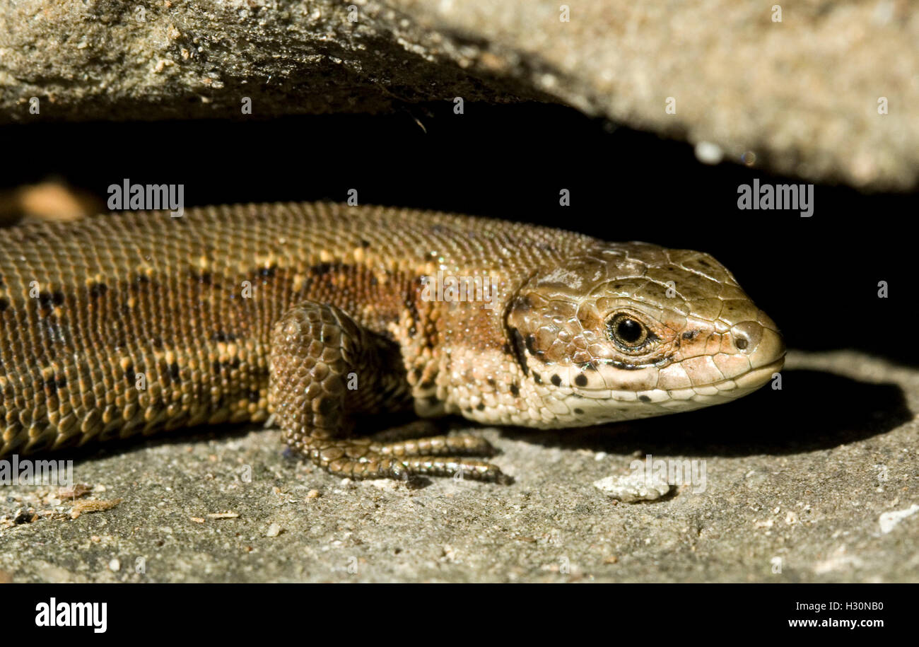 Closeup photo of hidden little lizard Stock Photo - Alamy