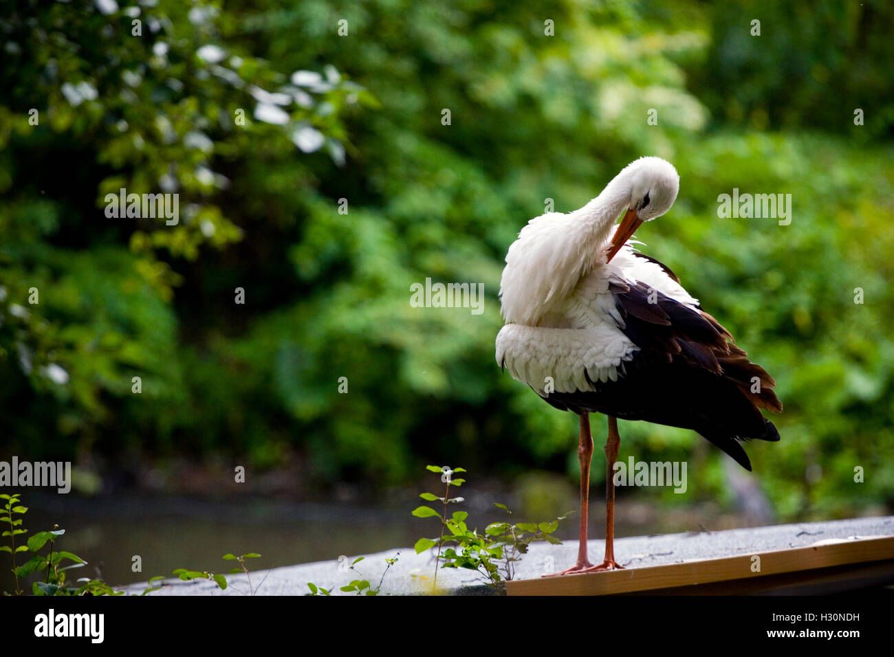 Stark bird hi-res stock photography and images - Alamy
