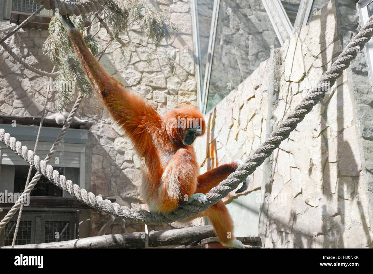 Cute ape in cage on hi-res stock photography and images - Alamy