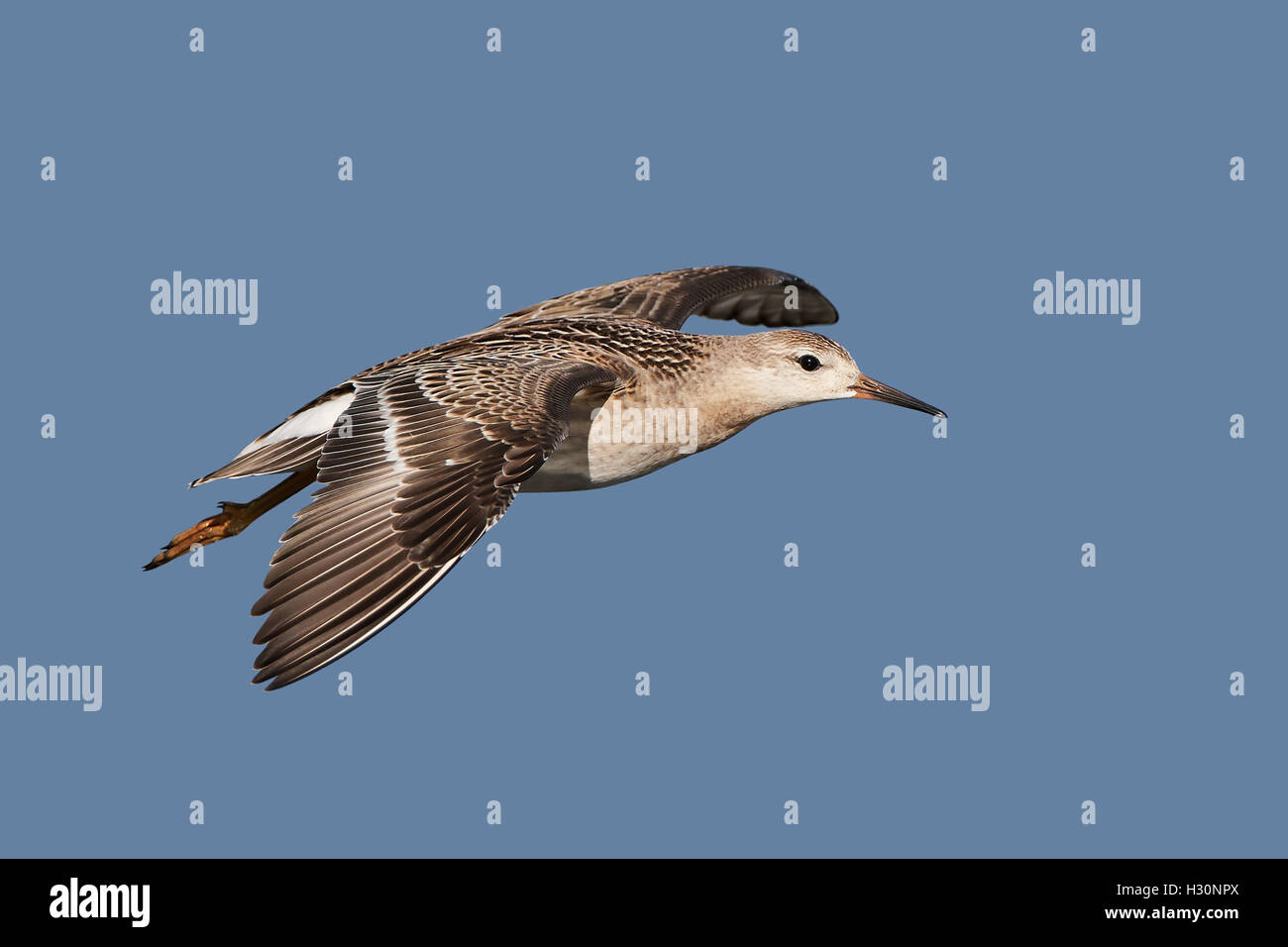 Ruff in flight with blue skies in the background Stock Photo - Alamy