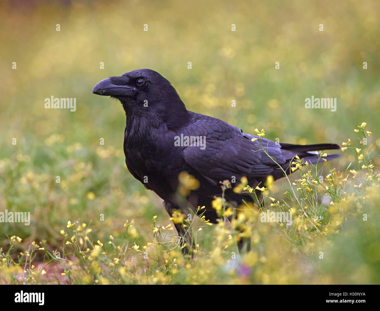 Common raven standing in yellow flowers in its habitat Stock Photo - Alamy