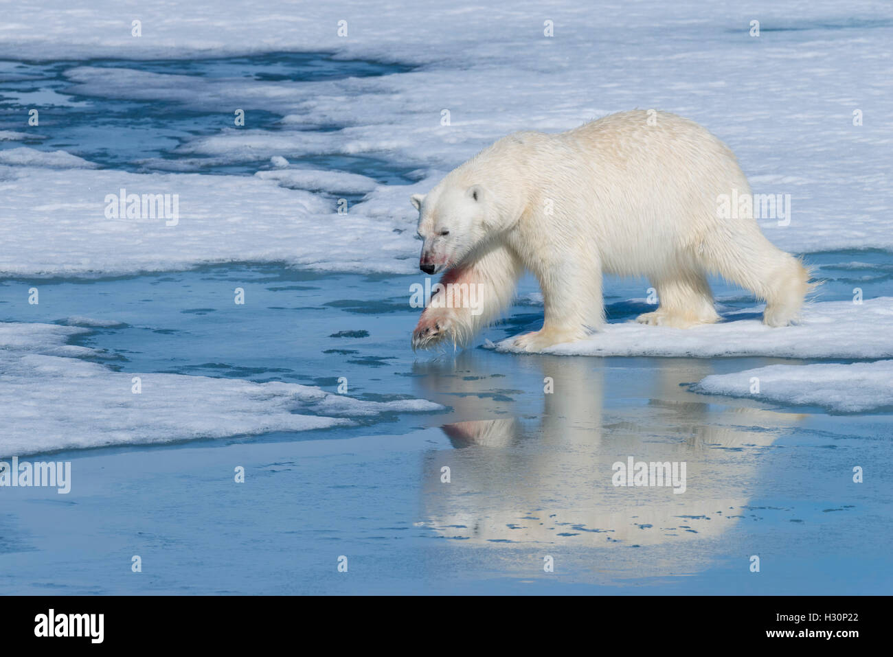 Blood Bear High Resolution Stock Photography and Images - Alamy