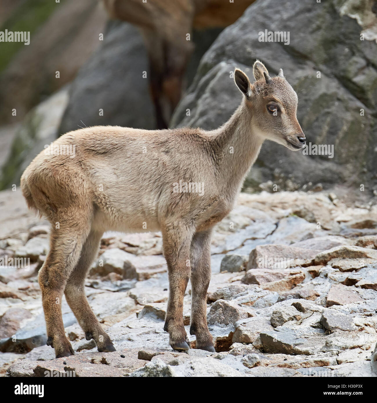 Juvenile Himalayan tahr standing on cliffs in its habitat Stock Photo ...