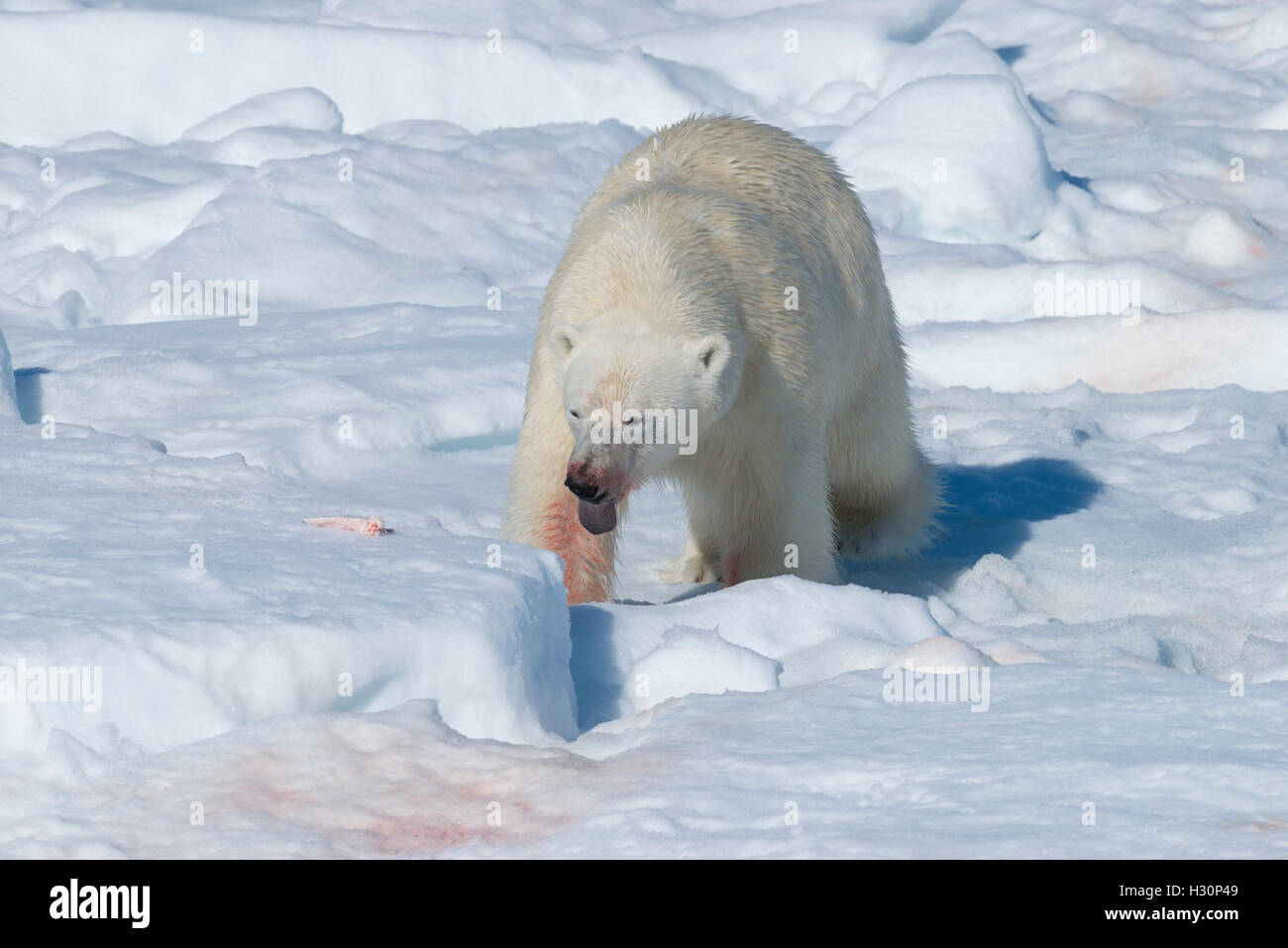 Seal tongue wildlife hi-res stock photography and images - Alamy