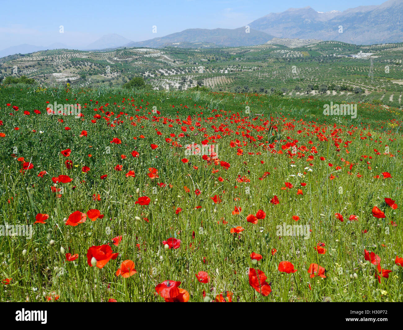 Poppy landscape hi-res stock photography and images - Alamy