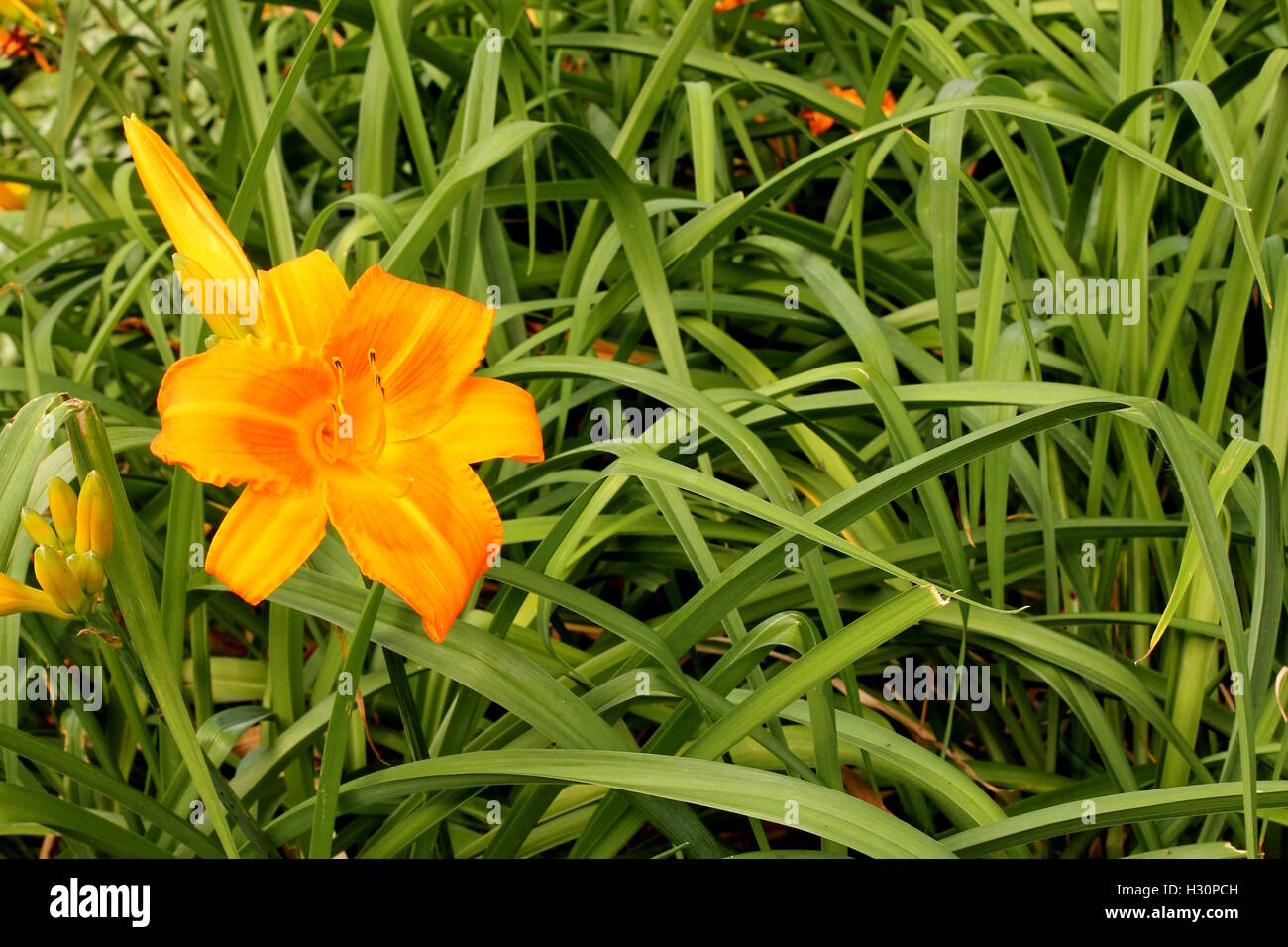An orange daylily. A wildflower from the midwest Stock Photo - Alamy