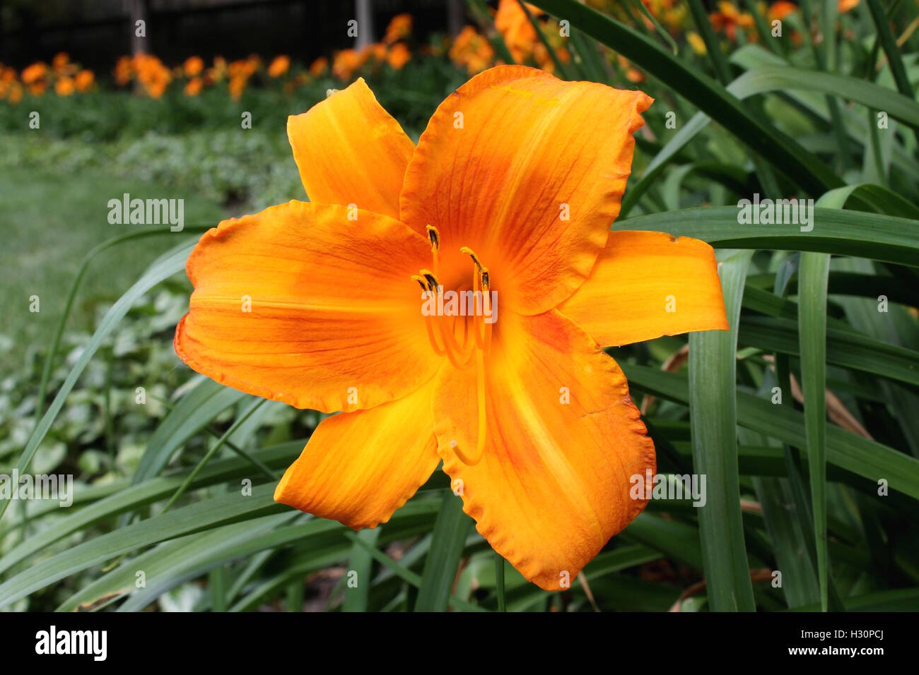 An orange daylily. A wildflower from the midwest Stock Photo - Alamy