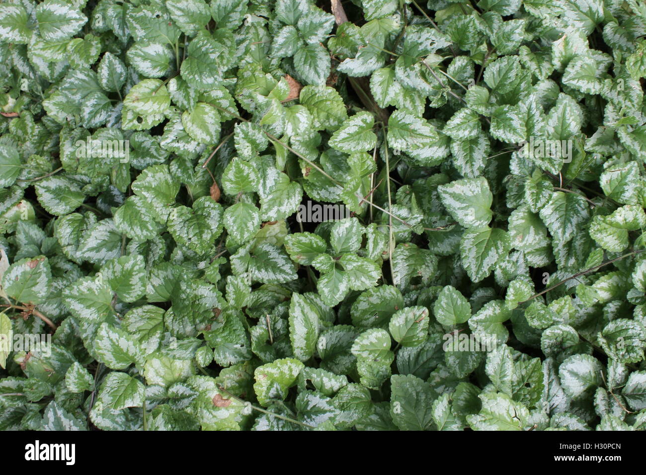 Green ground cover small leaves hi-res stock photography and images - Alamy