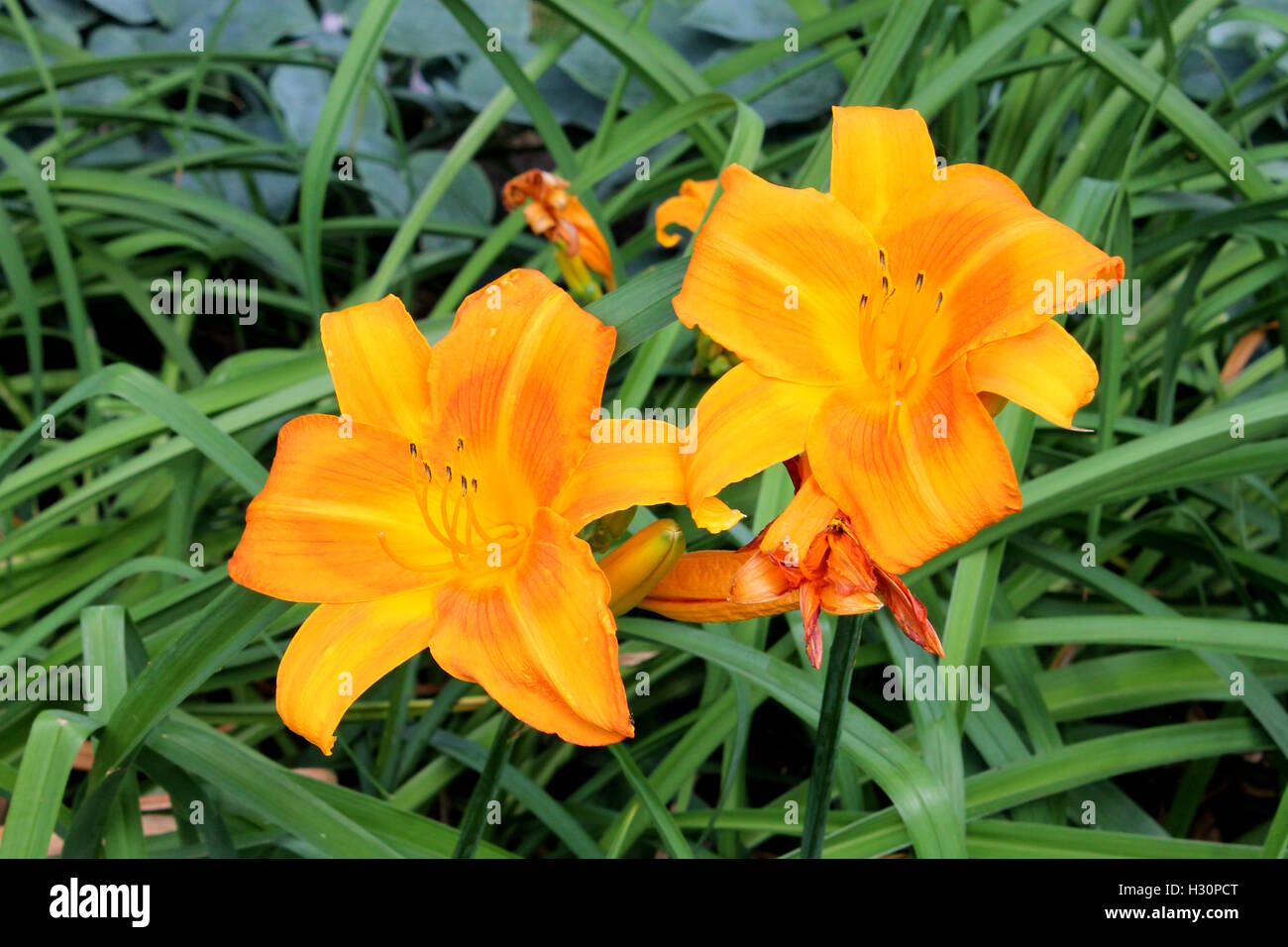 Orange daylilies. A wildflower from the midwest Stock Photo - Alamy