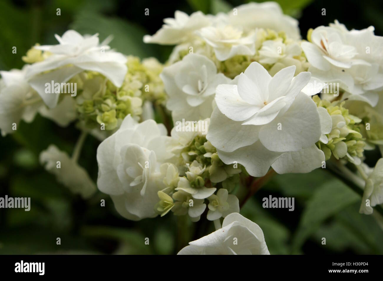A bloom of white flowers in a prairie preserve in Chicago, IL Stock ...
