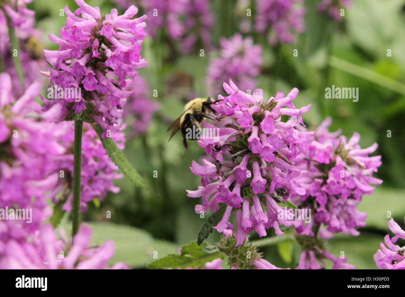 Chicago insects hi-res stock photography and images - Alamy