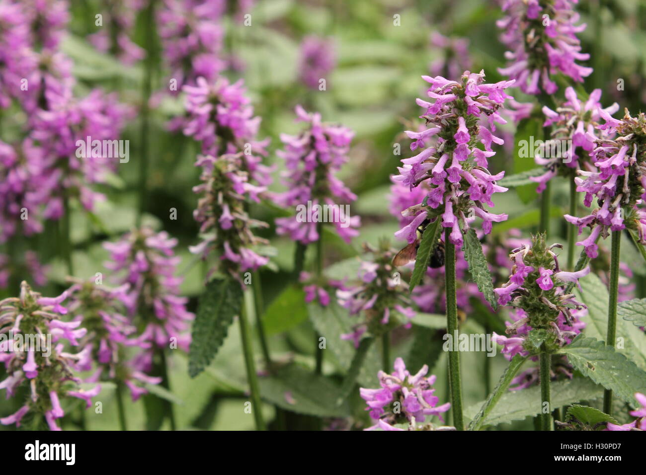 Closeup of purple flowers in Grant Park, Chicago, IL Stock Photo - Alamy