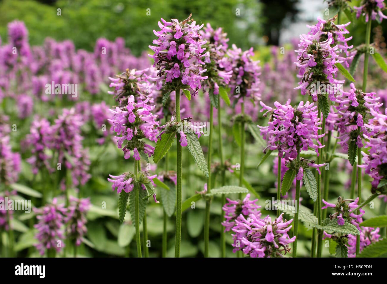 Wildflowers in chicago hi-res stock photography and images - Alamy