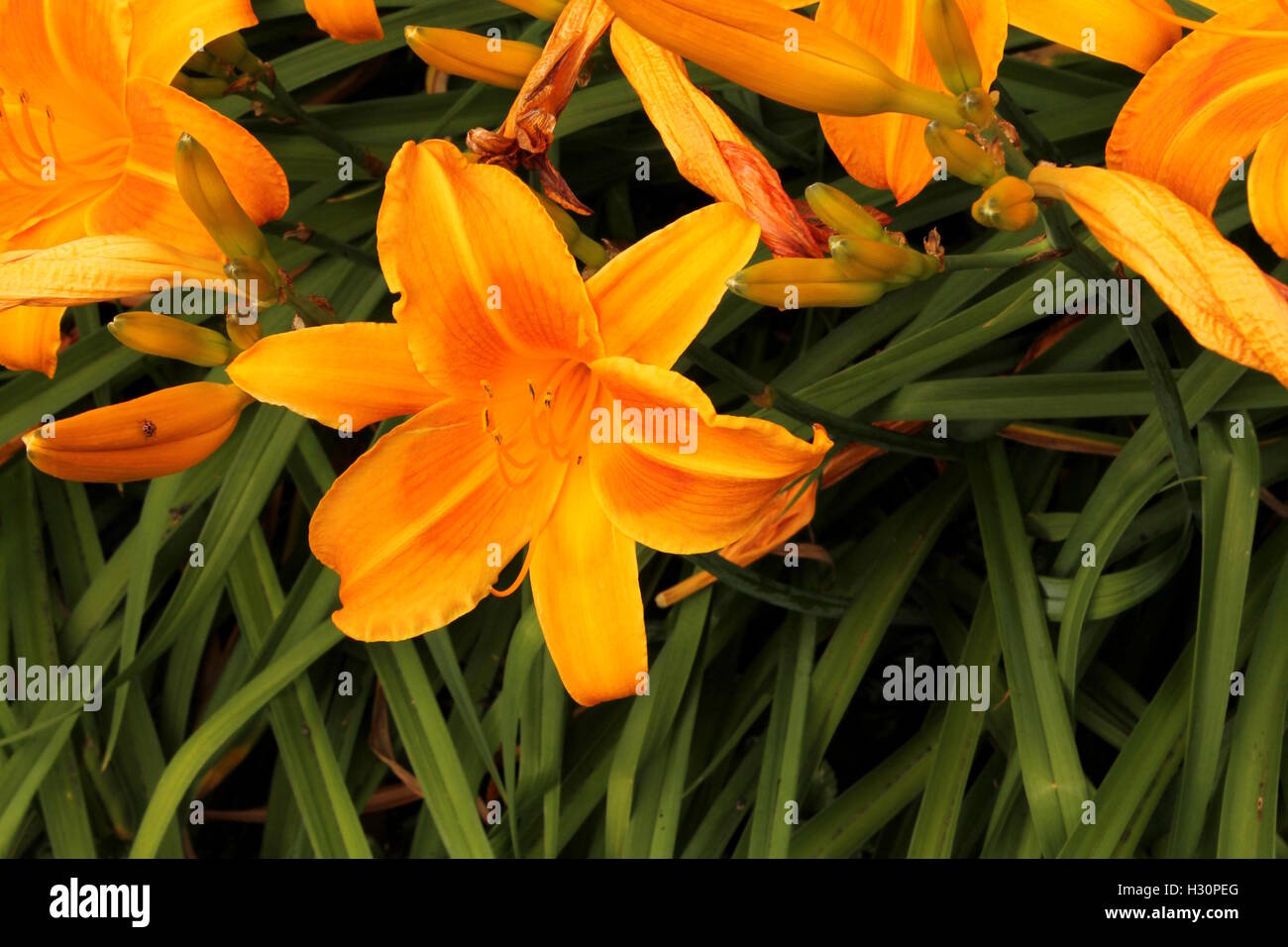 Orange daylilies. A wildflower from the midwest Stock Photo - Alamy