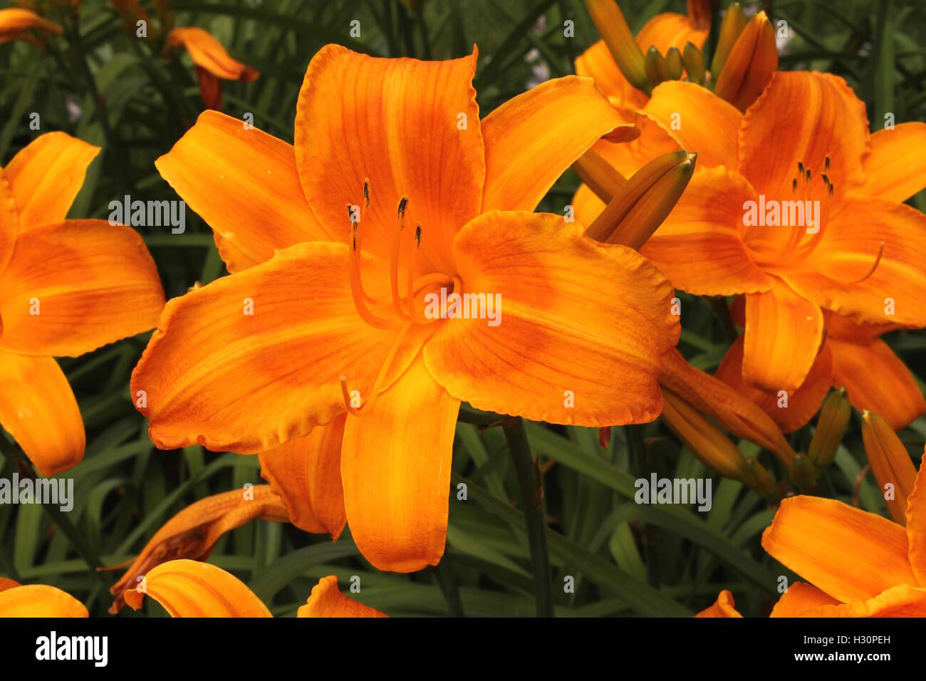 Orange daylilies. A wildflower from the midwest Stock Photo - Alamy