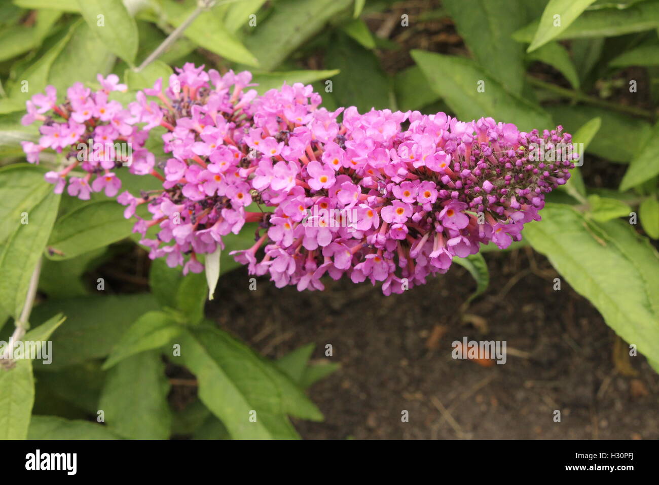 Closeup of purple flowers in Grant Park, Chicago, IL Stock Photo - Alamy
