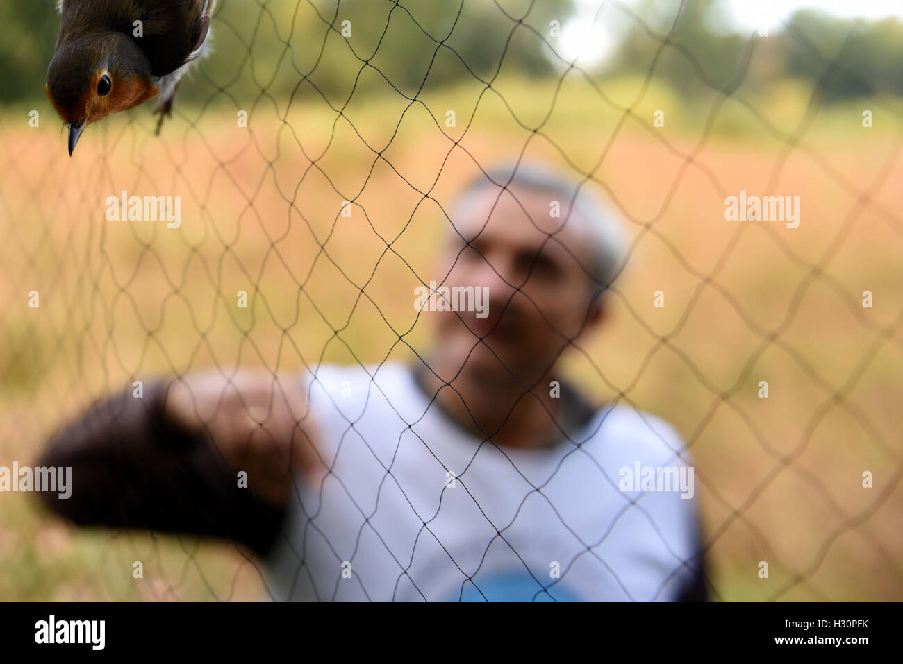 A specimen of European robin (Erithacus rubecula) is captured for ...