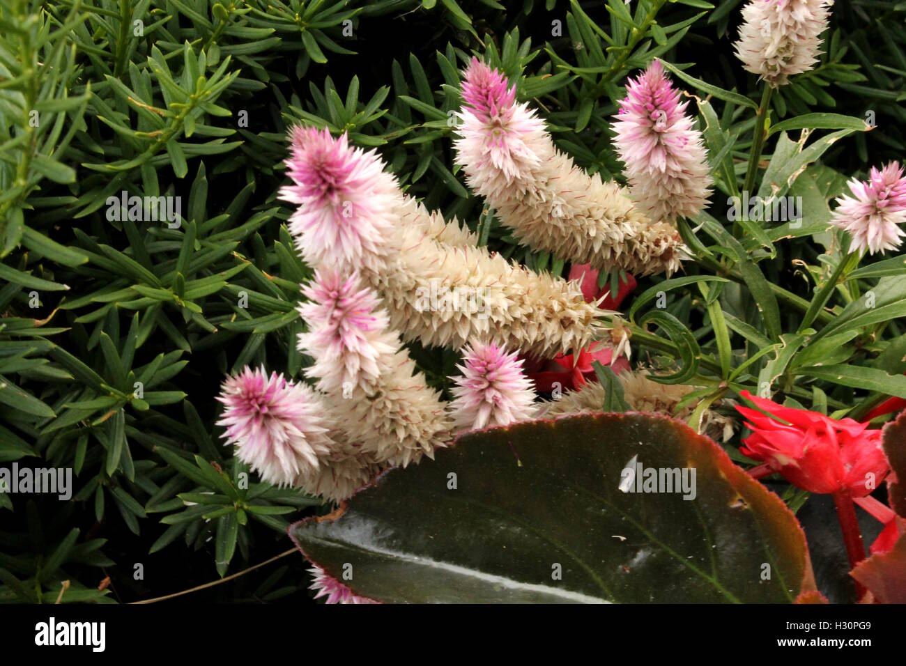 Illinois field flowers hi-res stock photography and images - Alamy