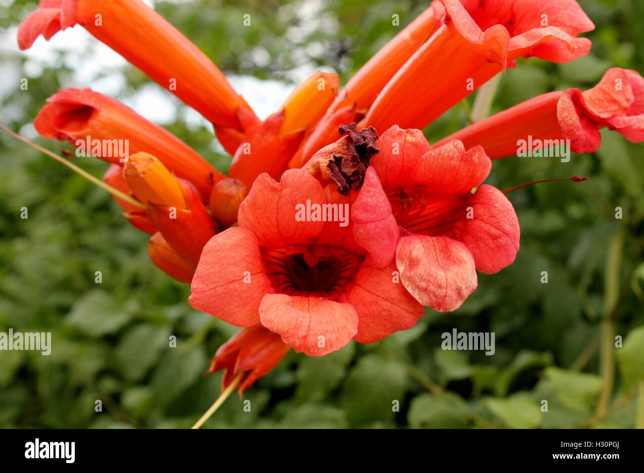 A red flower at Millenium Park in Chicago, IL Stock Photo - Alamy