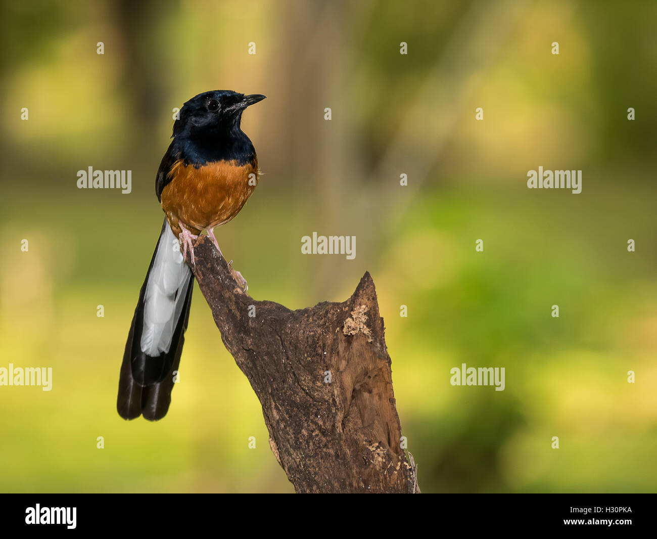 White-rumped shama in the park Stock Photo - Alamy