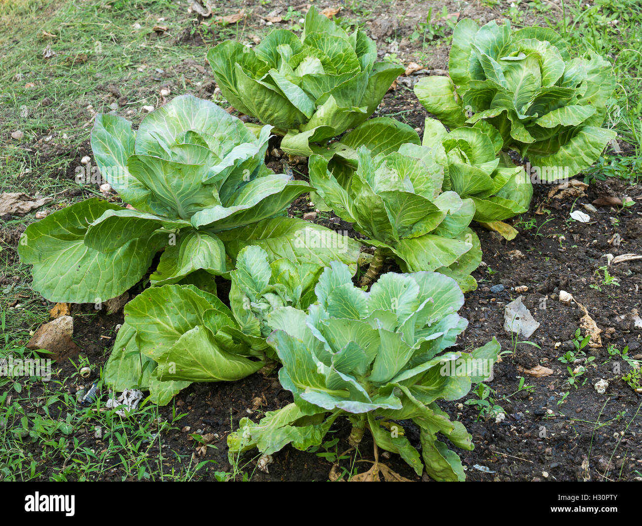 Group of Fresh Cabbage in the garden Stock Photo - Alamy