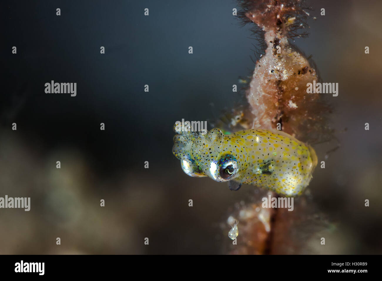 Underwater picture of Pygmy Cuttlefish Stock Photo - Alamy