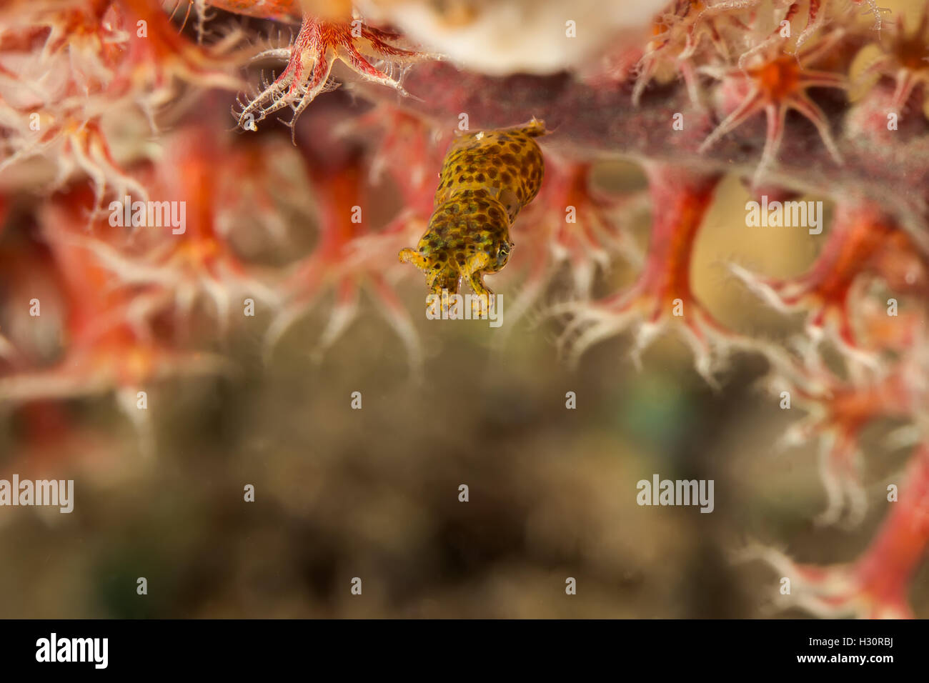 Underwater picture of Pygmy Cuttlefish Stock Photo - Alamy