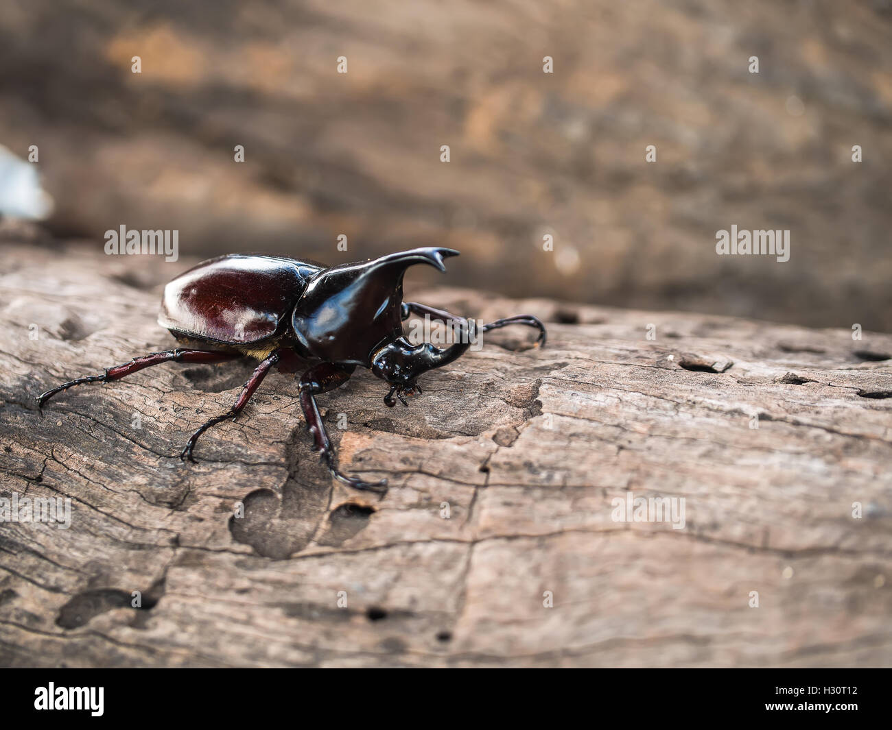 Rhinoceros beetle, Rhino beetle, Hercules beetle, Unicorn beetle, Horn ...