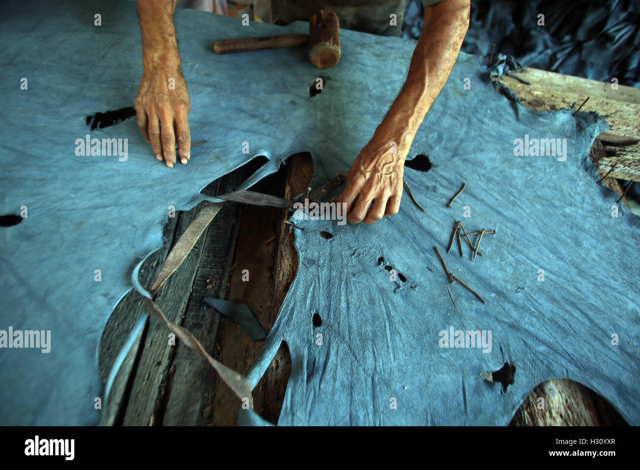 Cairo. 1st Oct, 2016. An Egyptian tanner fixes the hides of animals on ...