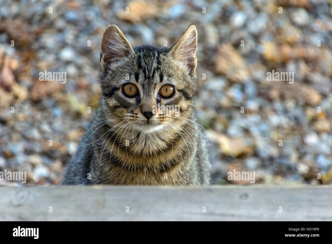 Timid feral tabby cat looking at the camera, scared, autumn colours ...