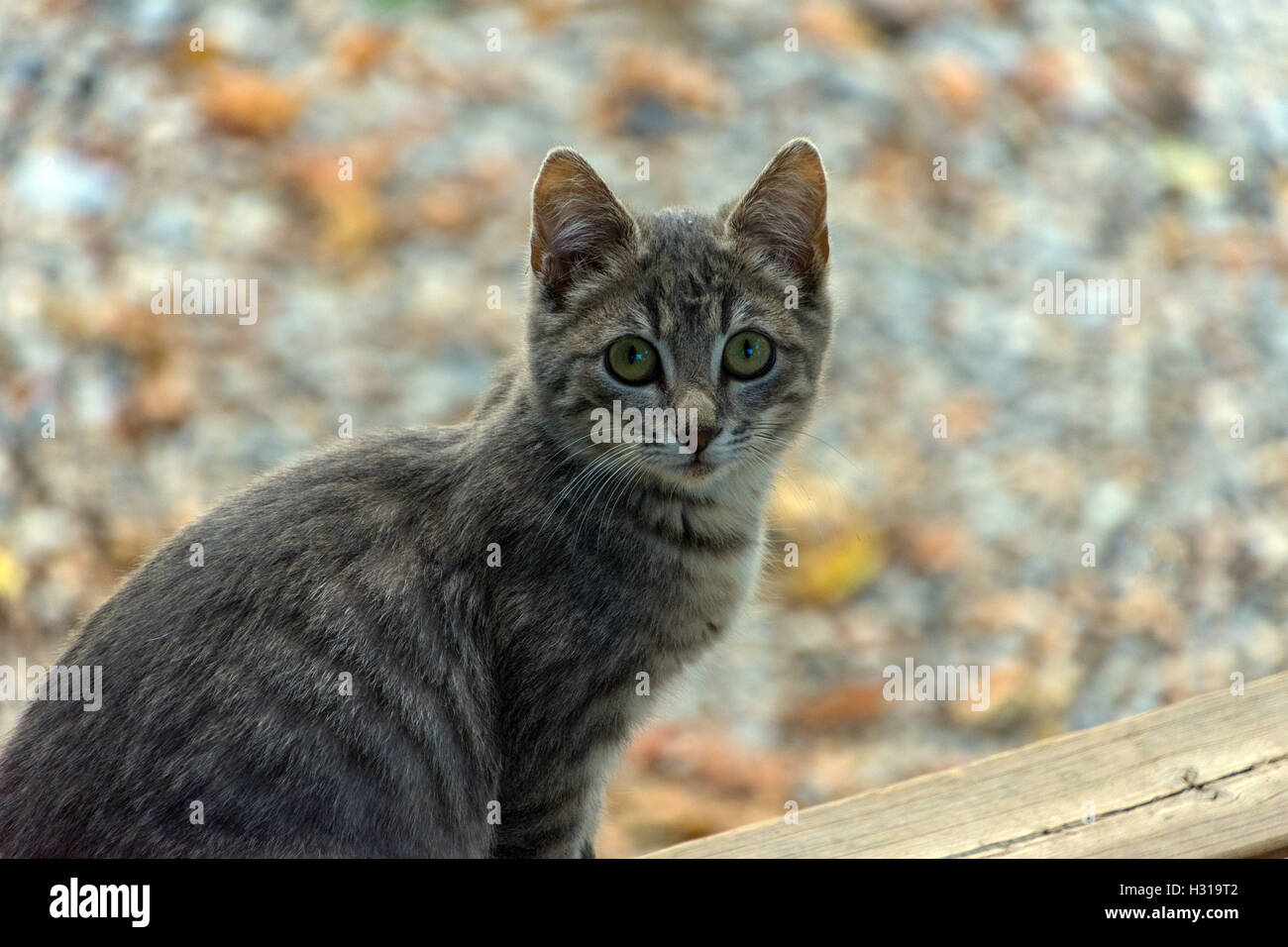 Timid feral tabby cat looking at the camera, scared, autumn colours ...