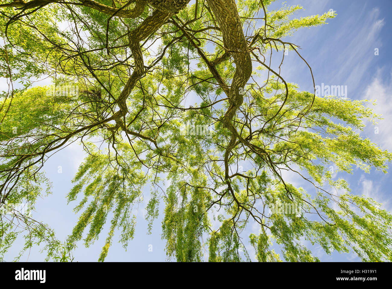 Salix babylonica hi-res stock photography and images - Alamy