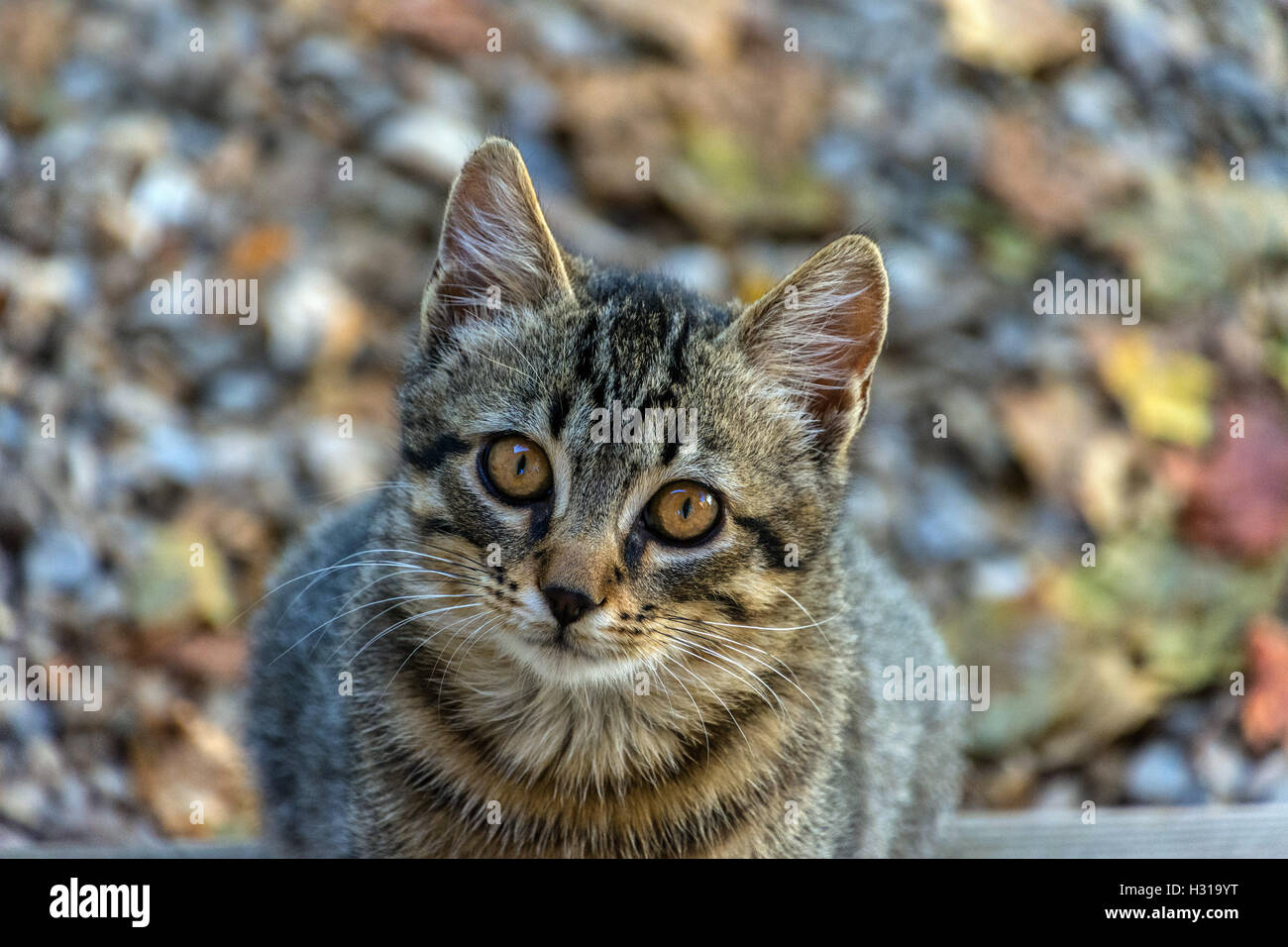 Timid feral tabby cat looking at the camera, scared, autumn colours ...