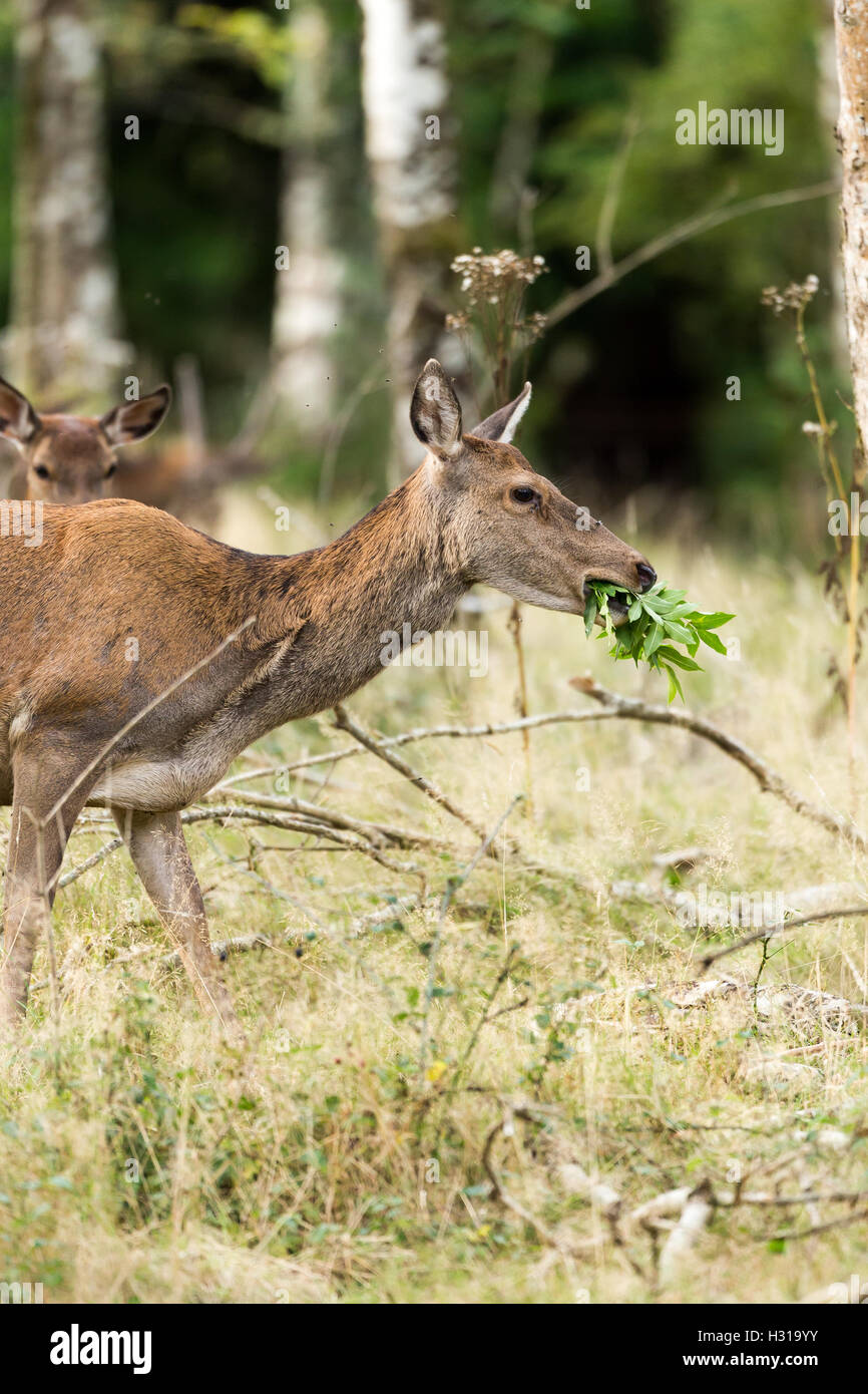Red deer hind Stock Photo - Alamy