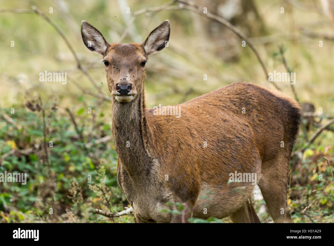 Red deer hind Stock Photo - Alamy