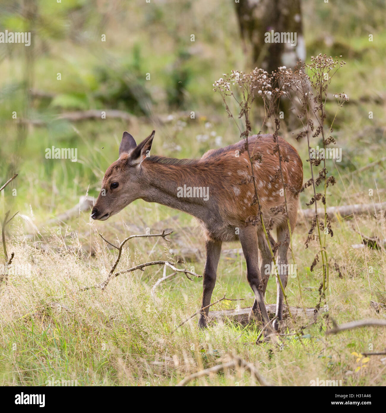 Roe Deer fawn Stock Photo - Alamy