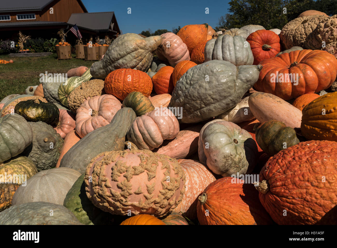 Gobs of Gourds Stock Photo - Alamy