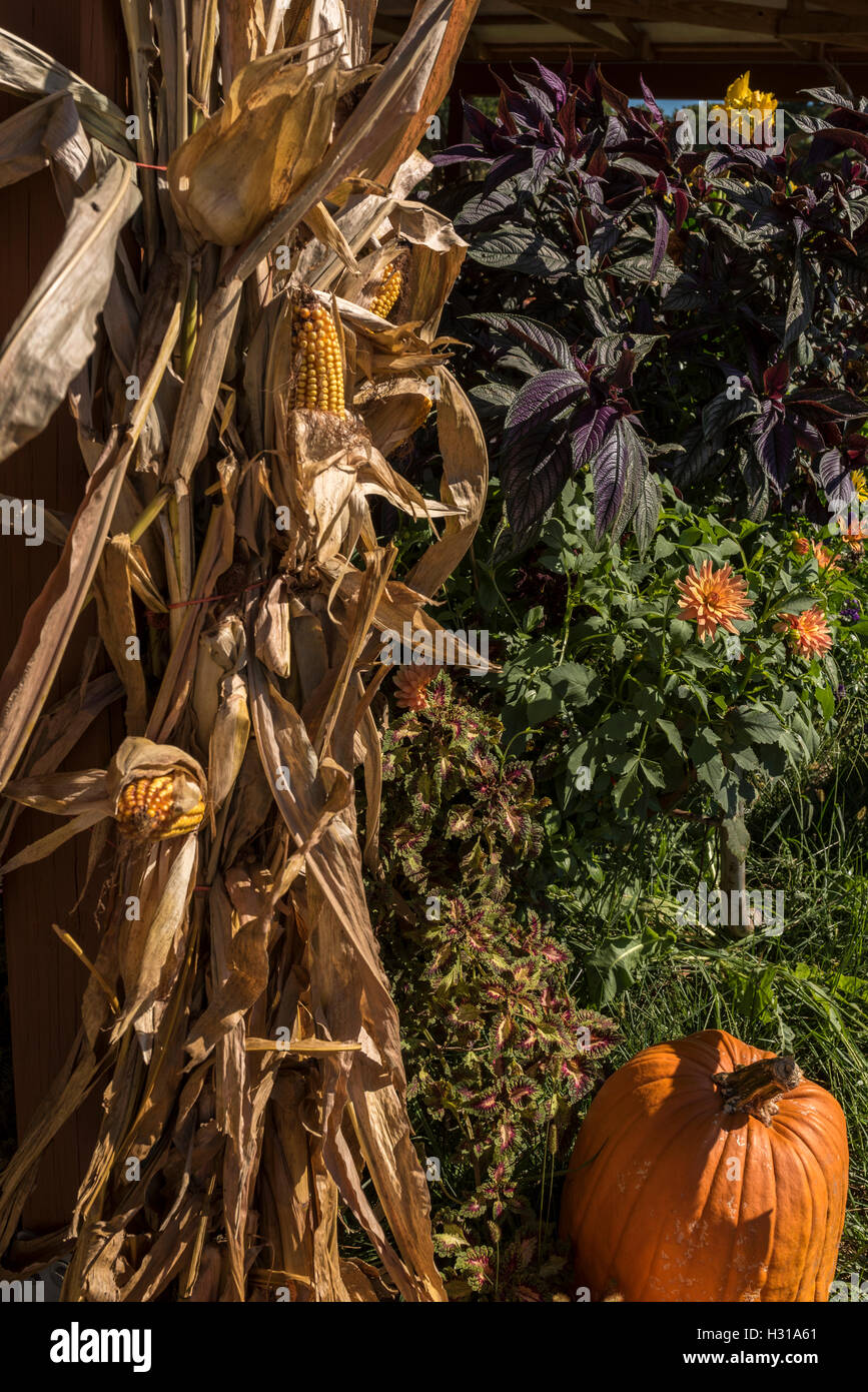Fall Display of Dried corn stalks and Pumpkin Stock Photo - Alamy