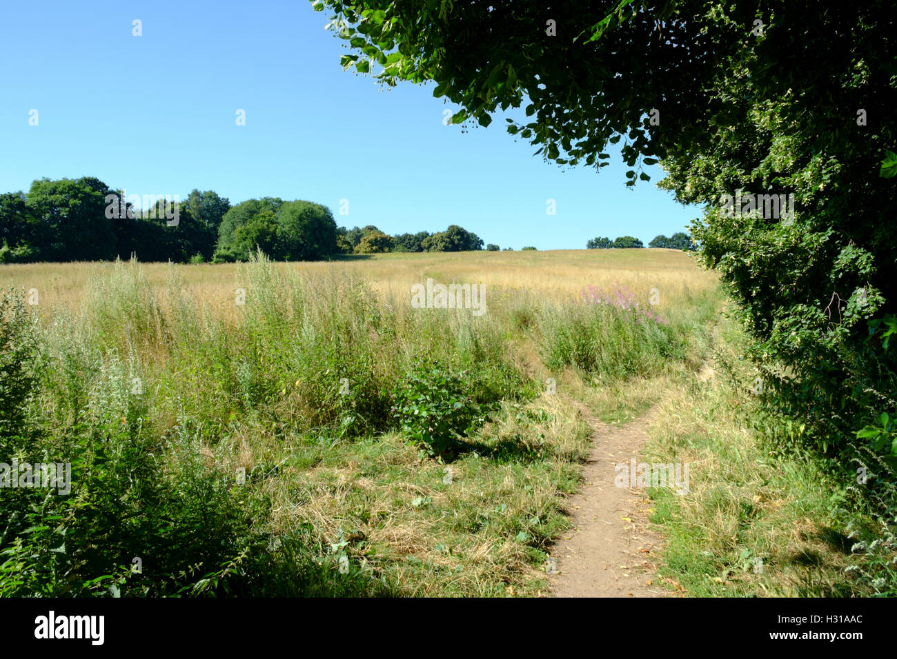 A British Summer meadow Stock Photo - Alamy