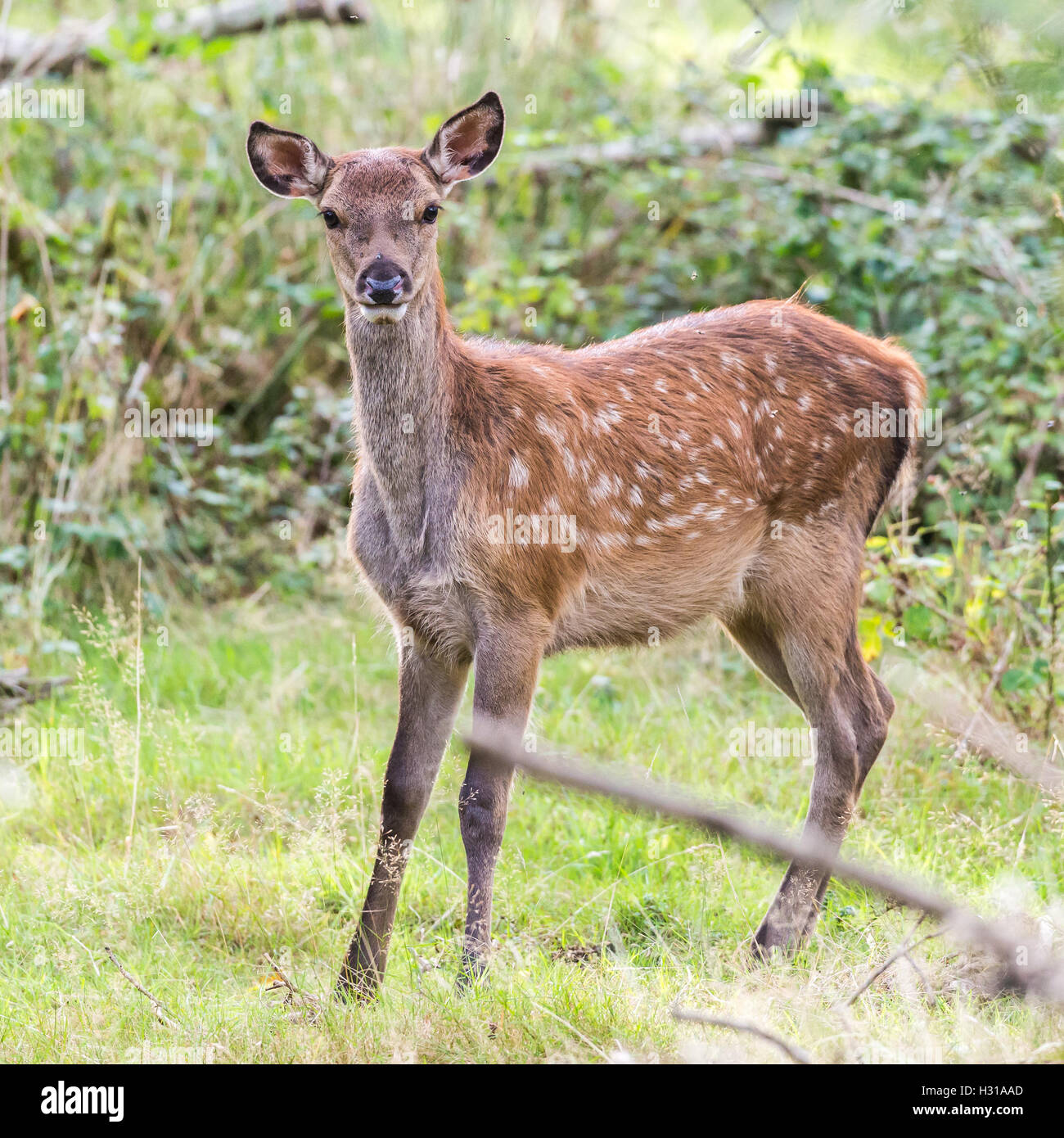 Roe Deer fawn Stock Photo - Alamy