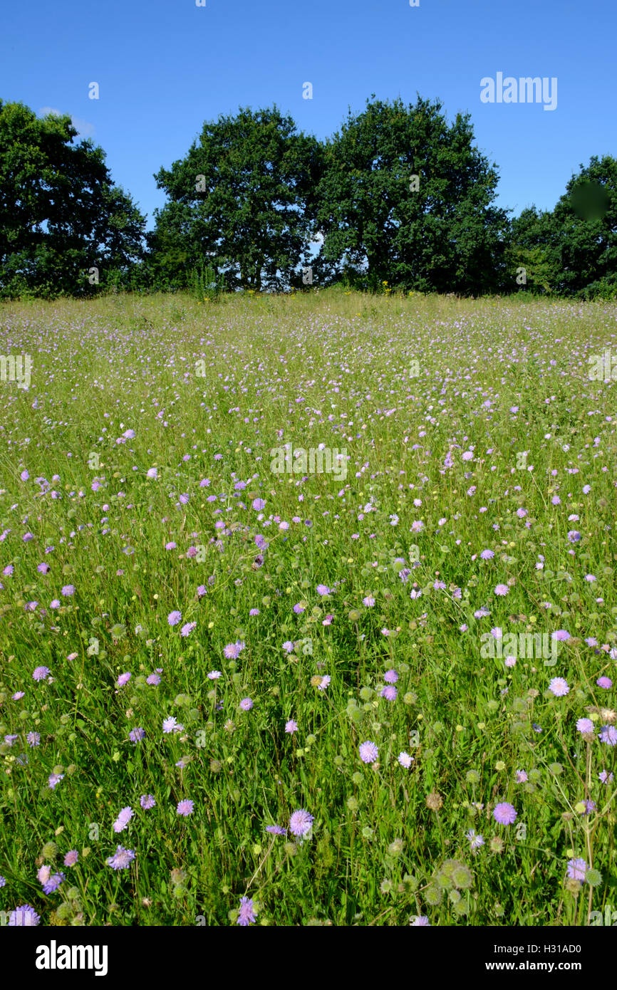 A British Summer meadow Stock Photo - Alamy