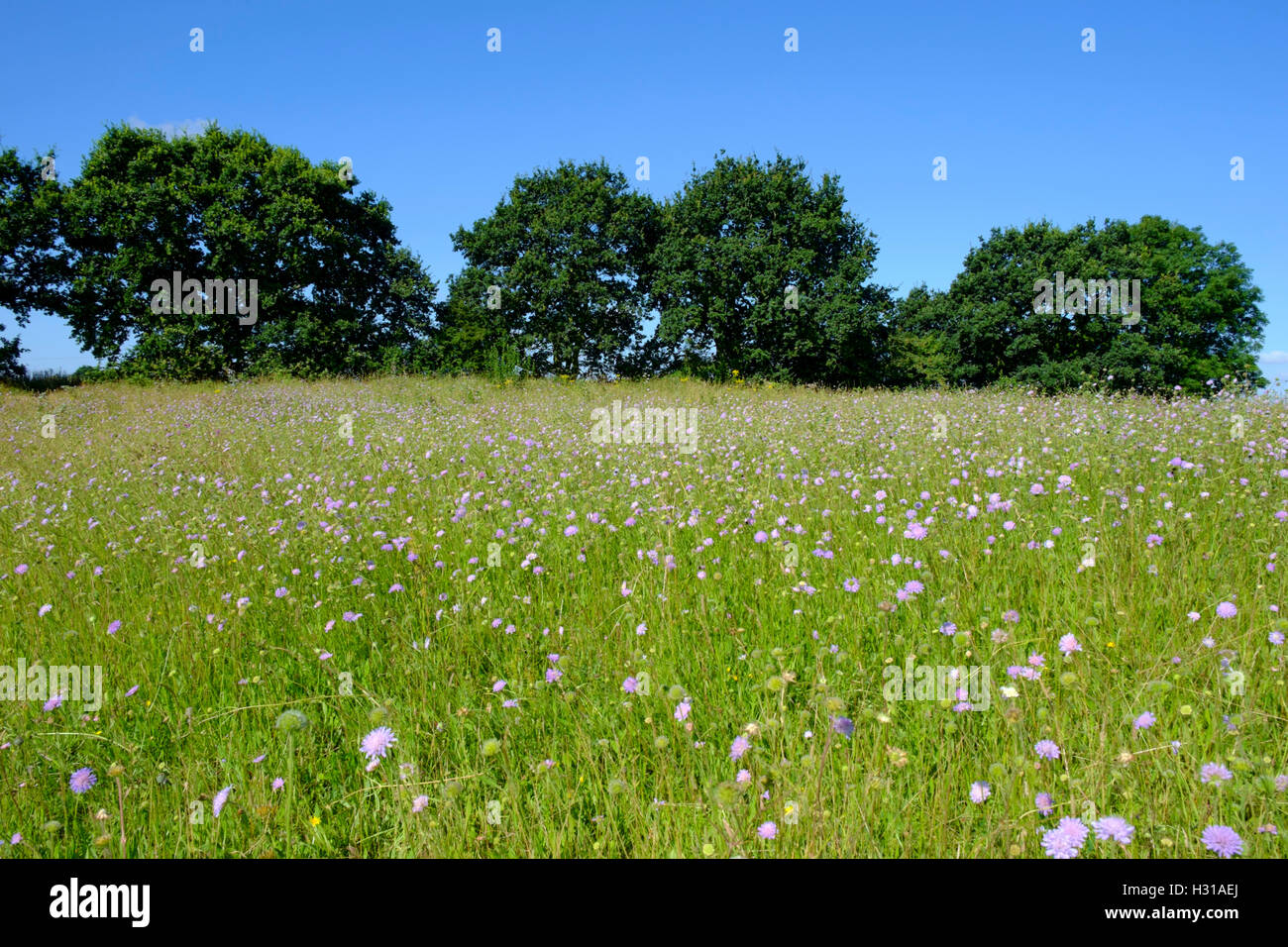 A British Summer meadow Stock Photo - Alamy