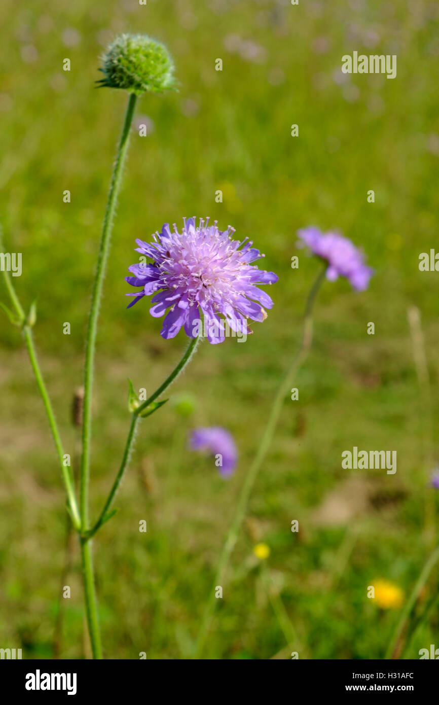 A British Summer meadow Stock Photo - Alamy