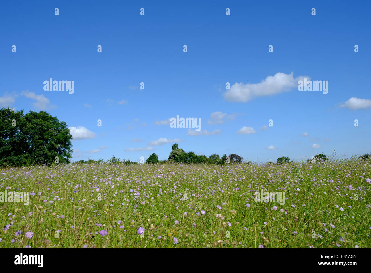 A British Summer meadow Stock Photo - Alamy