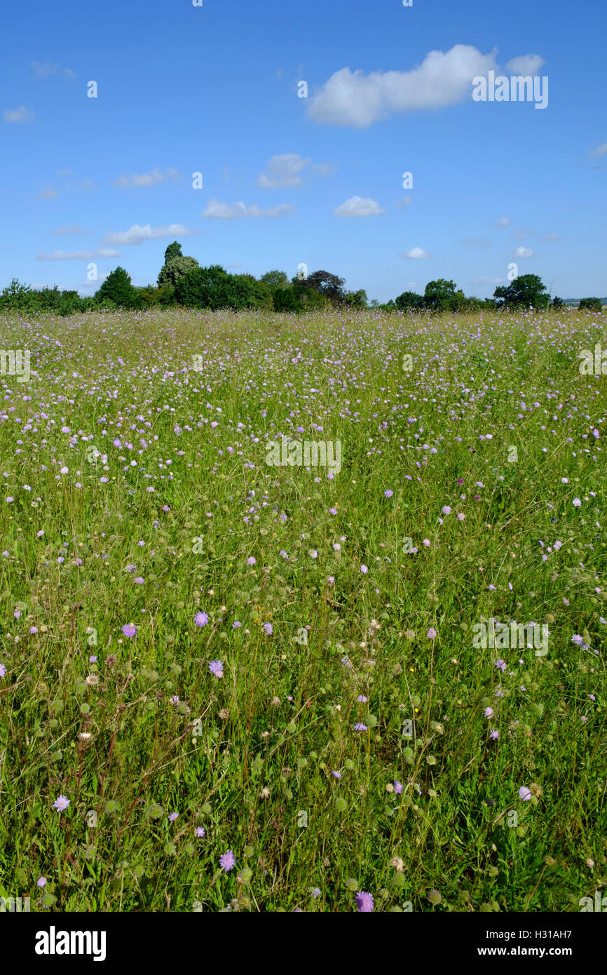 A British Summer meadow Stock Photo - Alamy
